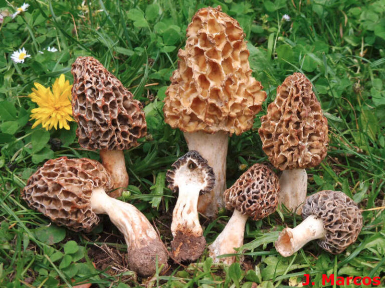 10 Hongos Silvestres Comestibles de Montaña - Live The Mountain