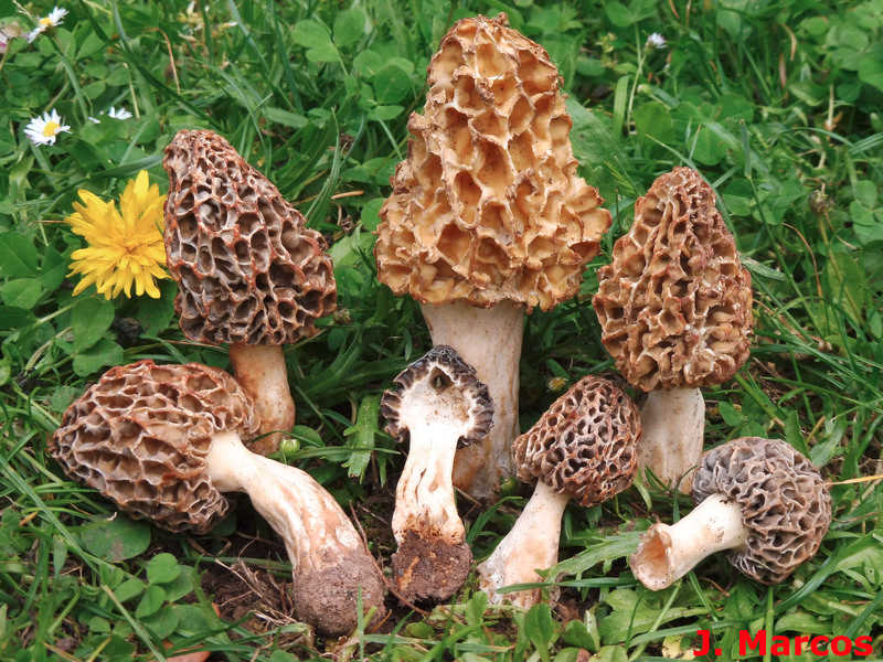 10 Hongos Silvestres Comestibles de Montaña - Live The Mountain