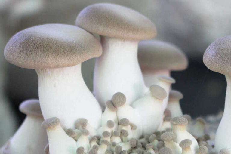 10 Hongos Silvestres Comestibles de Montaña - Live The Mountain